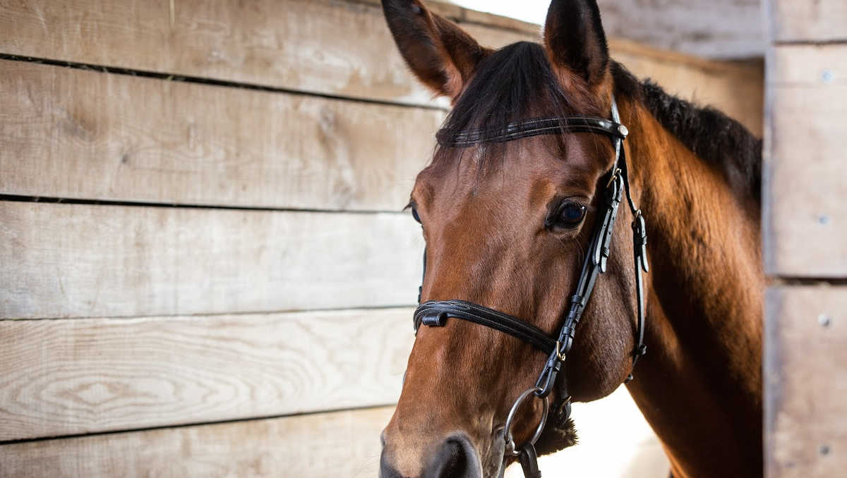 Triangle MLS Search - Harmony Realty