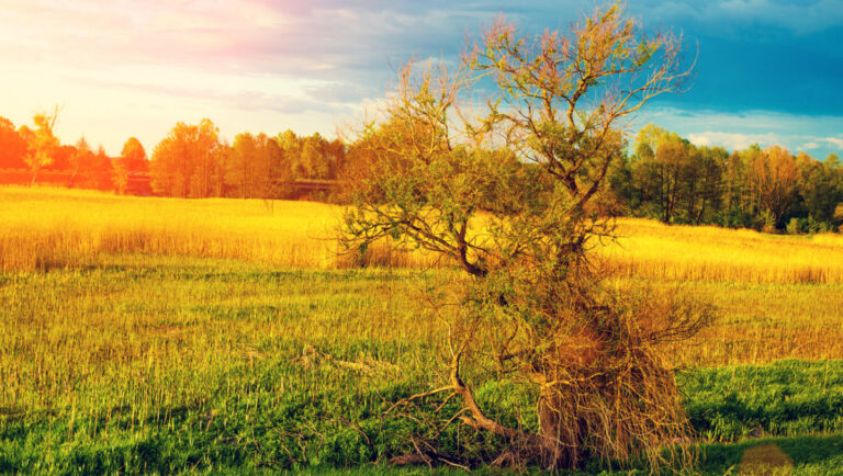 Triangle MLS Search - Harmony Realty