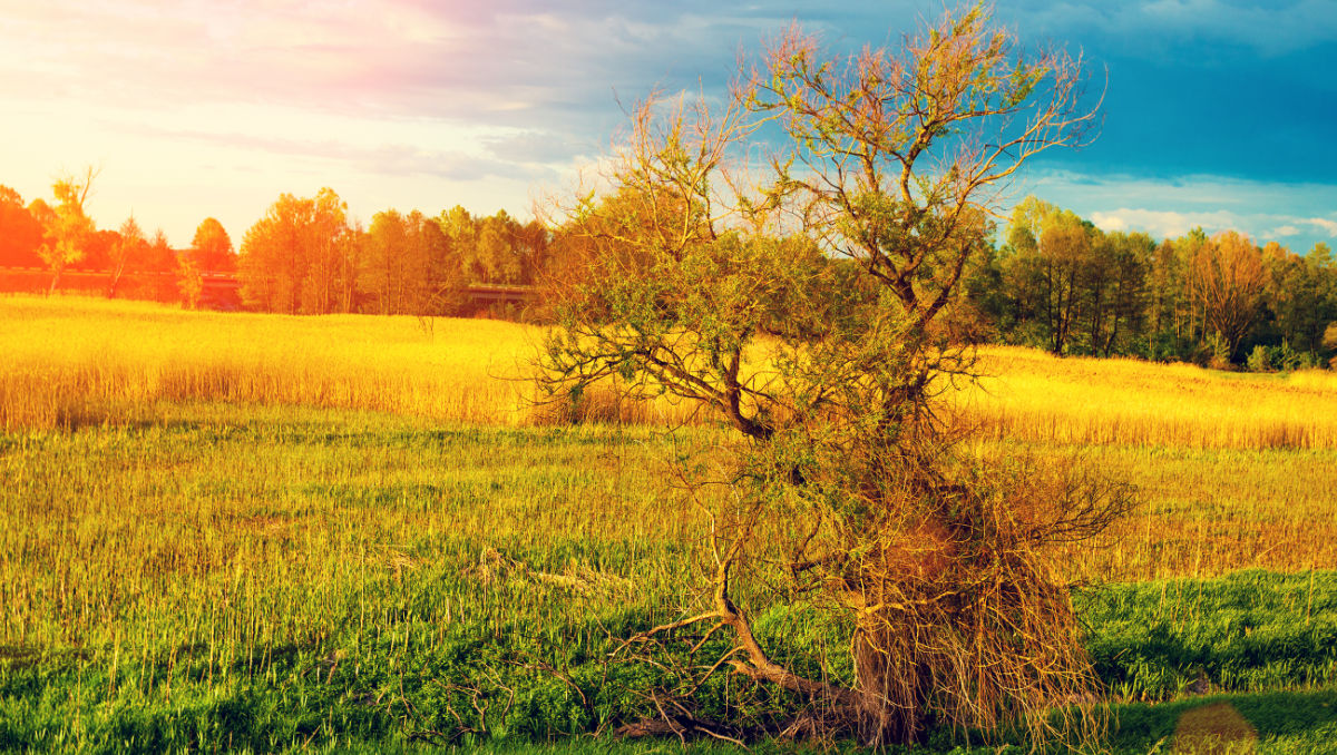 Triangle MLS Search - Harmony Realty