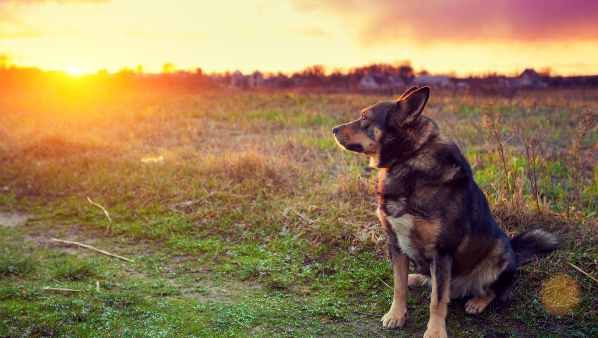 Triangle MLS Search - Harmony Realty